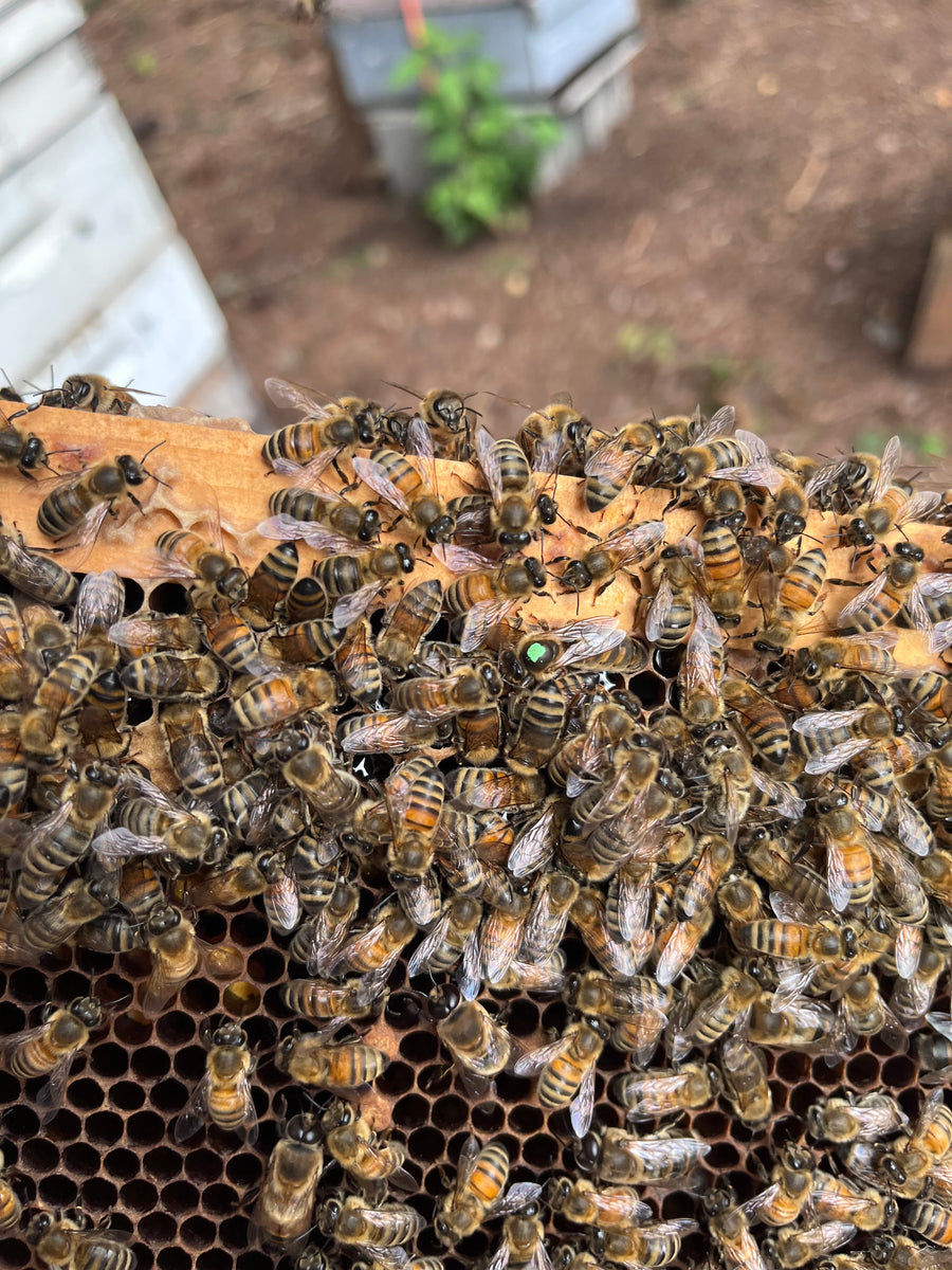 Honey Bee Queens, queen bee – Bee Wise Farms, LLC